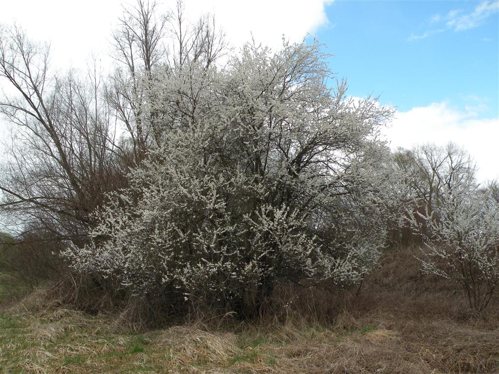 Welcher Busch/Baum ist das?