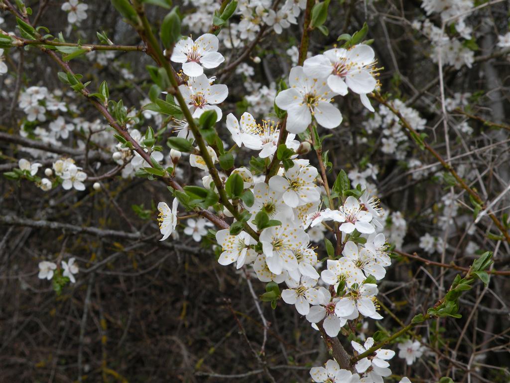 Welcher Busch/Baum ist das?