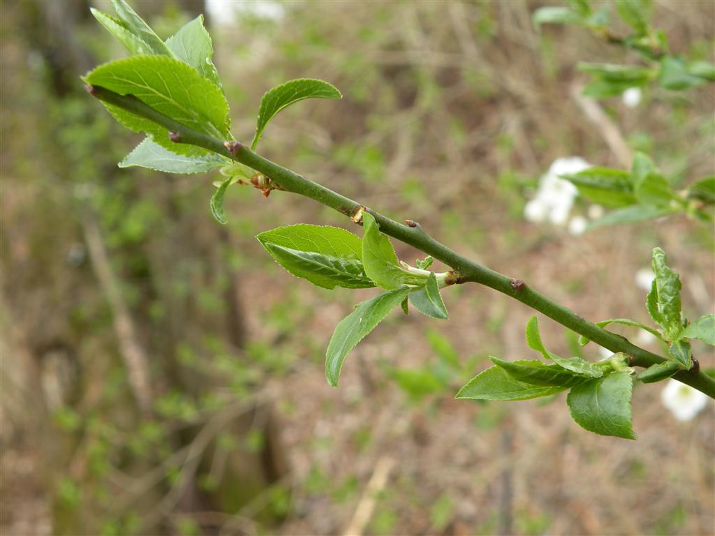 Welcher Busch/Baum ist das?